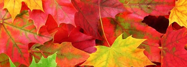 Fall 2019 - My Missionary On-Line